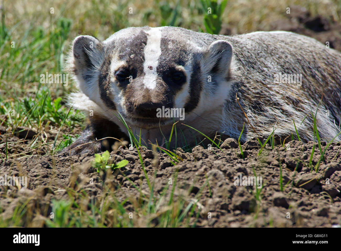 American badger dig hi-res stock photography and images - Alamy