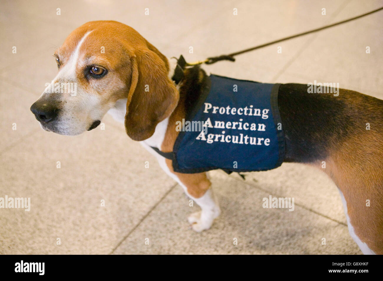 11 April 2006 - New York City, US - 3 yo Beagle Alexandra, aka Alex ...