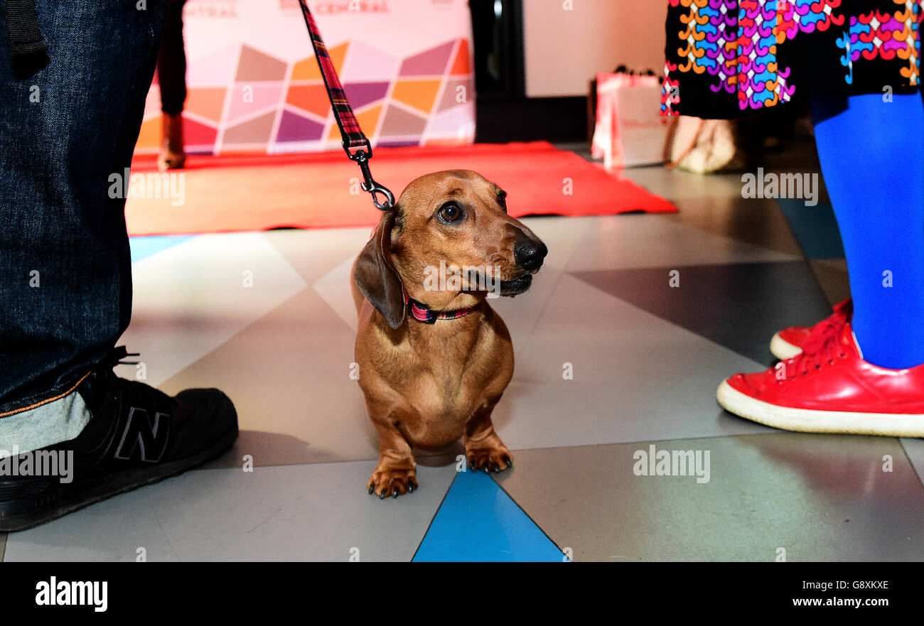Ruby dog attends special screening laurie andersons film heart dog hi ...