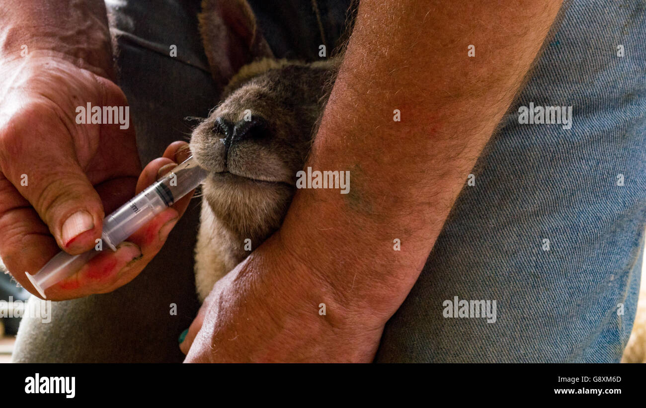 Lamb recieving medicine from farmer Stock Photo - Alamy