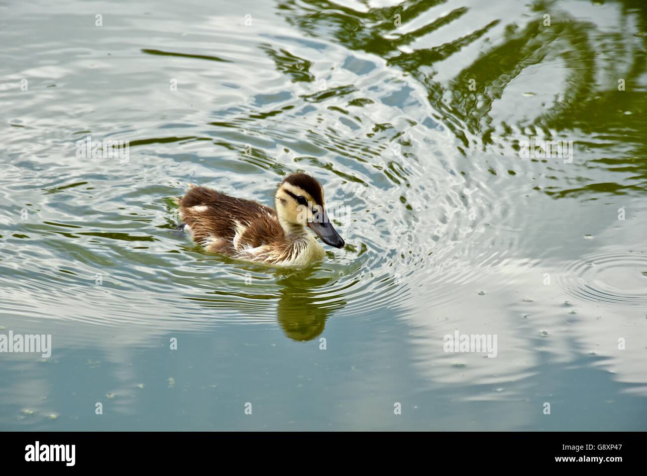 A young duckling swimming through a lake Stock Photo - Alamy