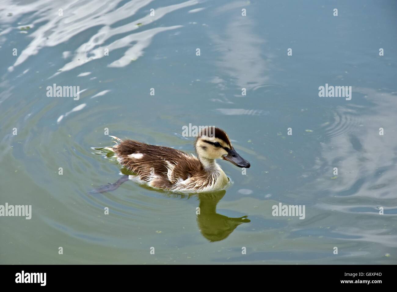 A young duckling swimming through a lake Stock Photo - Alamy