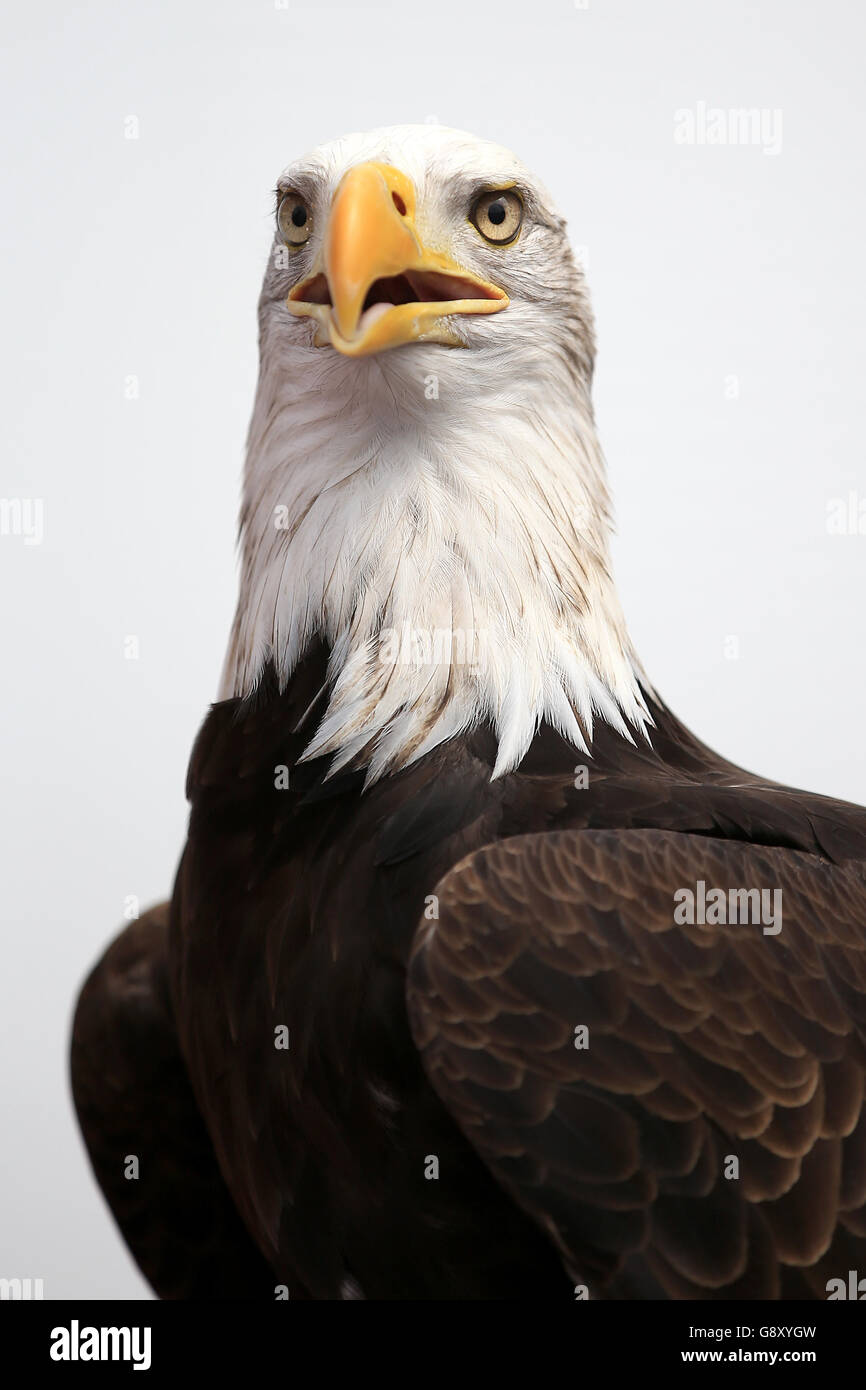 Crystal palace mascot kayla the eagle hi-res stock photography and ...