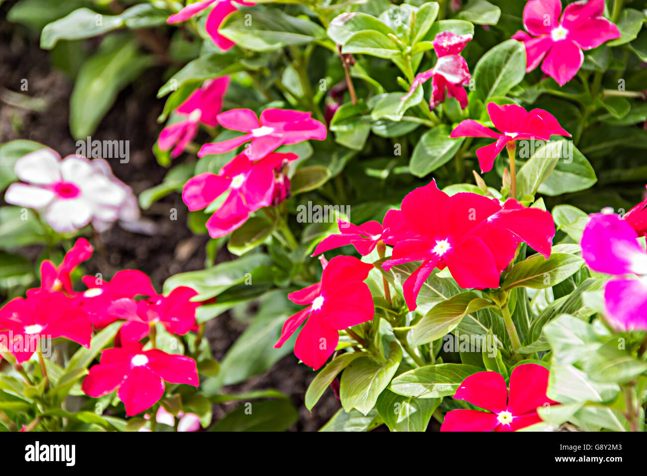 Flower background. Many small flowers grow on soil Stock Photo - Alamy