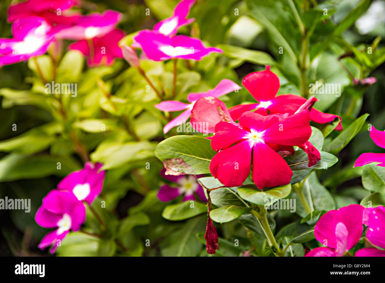 Flower background. Many small flowers grow on soil Stock Photo - Alamy