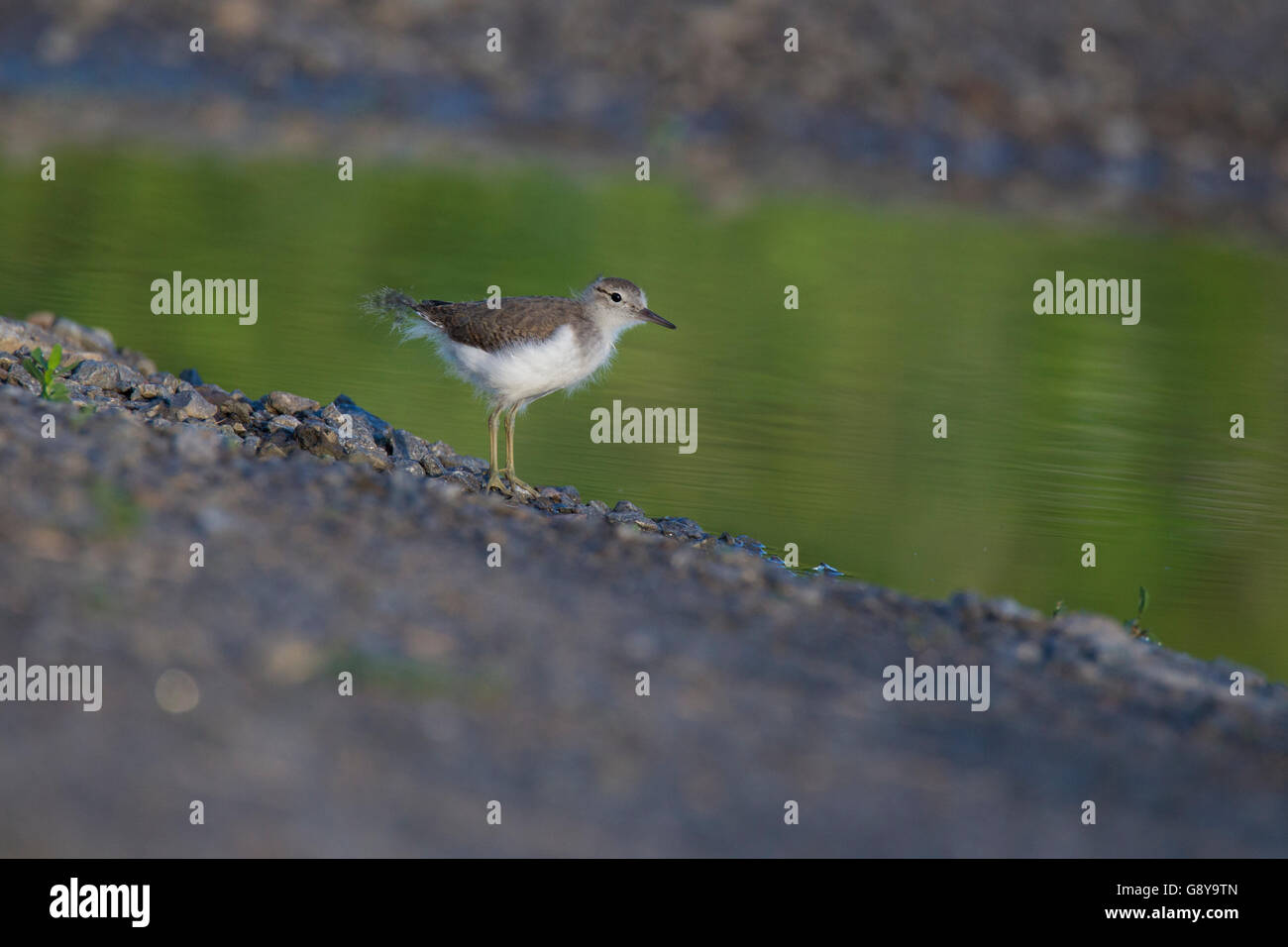 Baby spotted sandpiper (Actitis macularius syn. Actitis macularia Stock ...