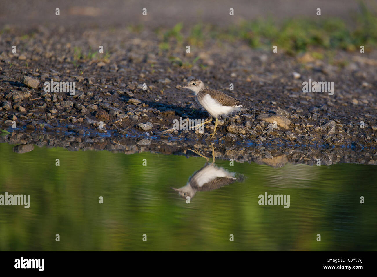 Baby spotted sandpiper (Actitis macularius syn. Actitis macularia Stock ...