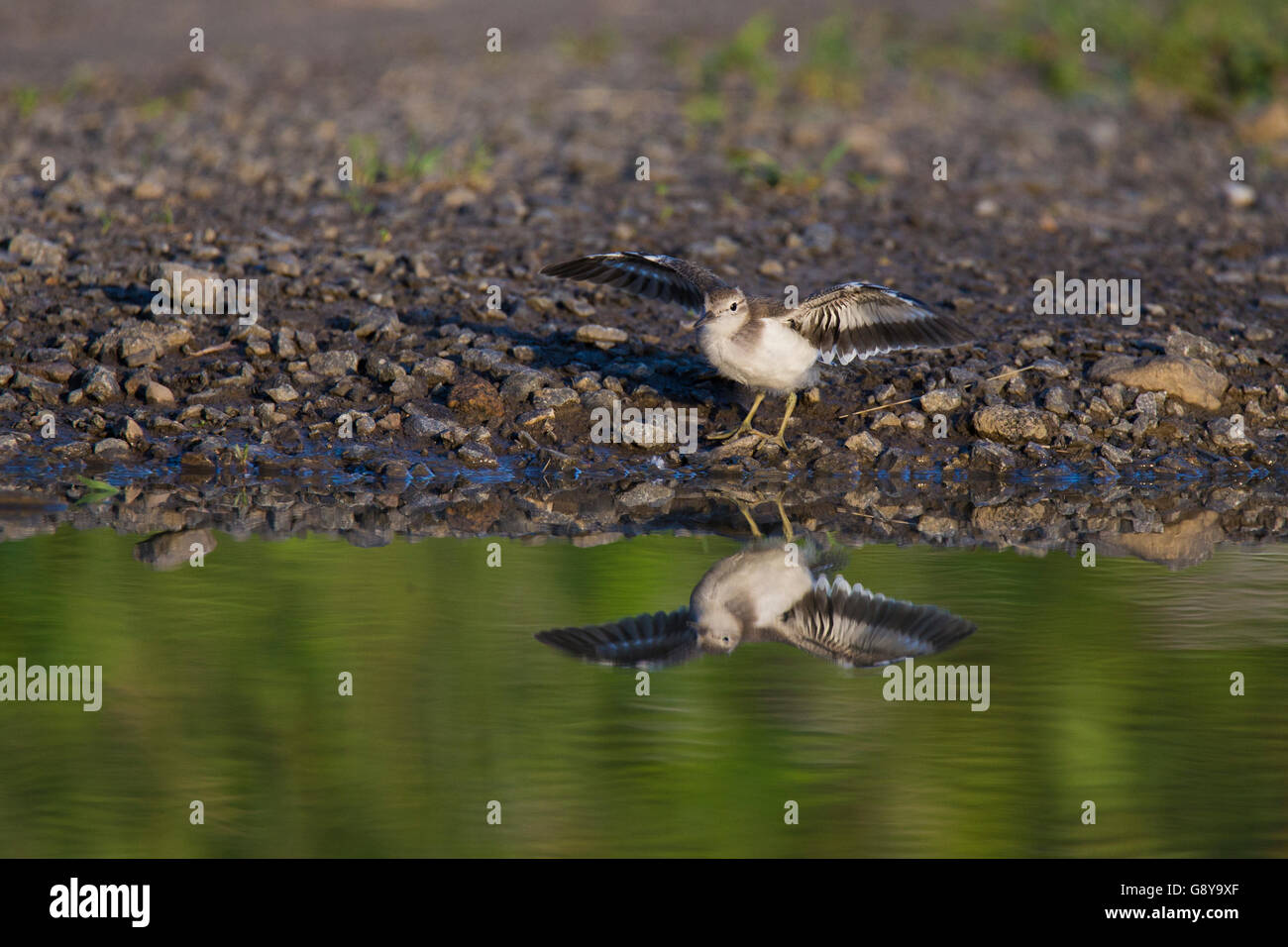 Baby spotted sandpiper (Actitis macularius syn. Actitis macularia Stock ...