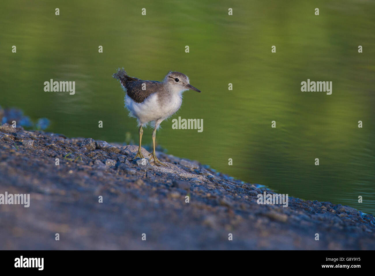 Baby spotted sandpiper (Actitis macularius syn. Actitis macularia Stock ...