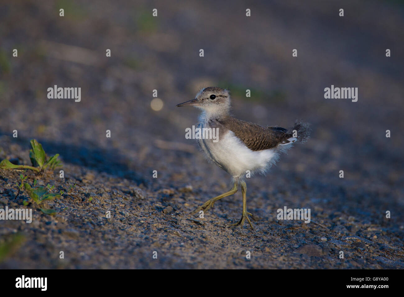 Semipalmated sandpiper juvenile hi-res stock photography and images - Alamy