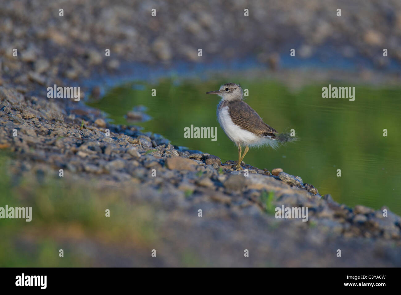 Baby spotted sandpiper (Actitis macularius syn. Actitis macularia Stock ...