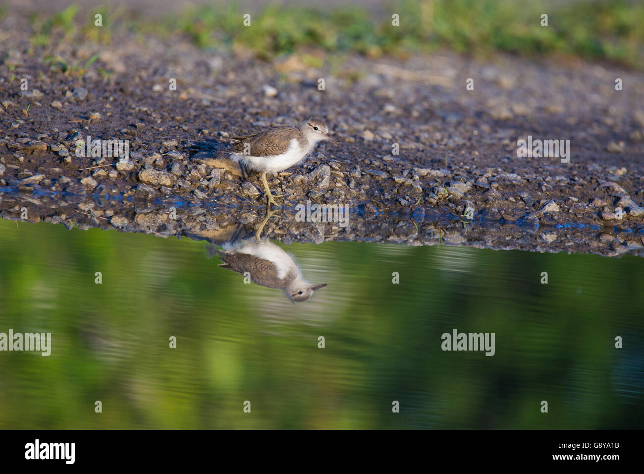Semipalmated sandpiper juvenile hi-res stock photography and images - Alamy