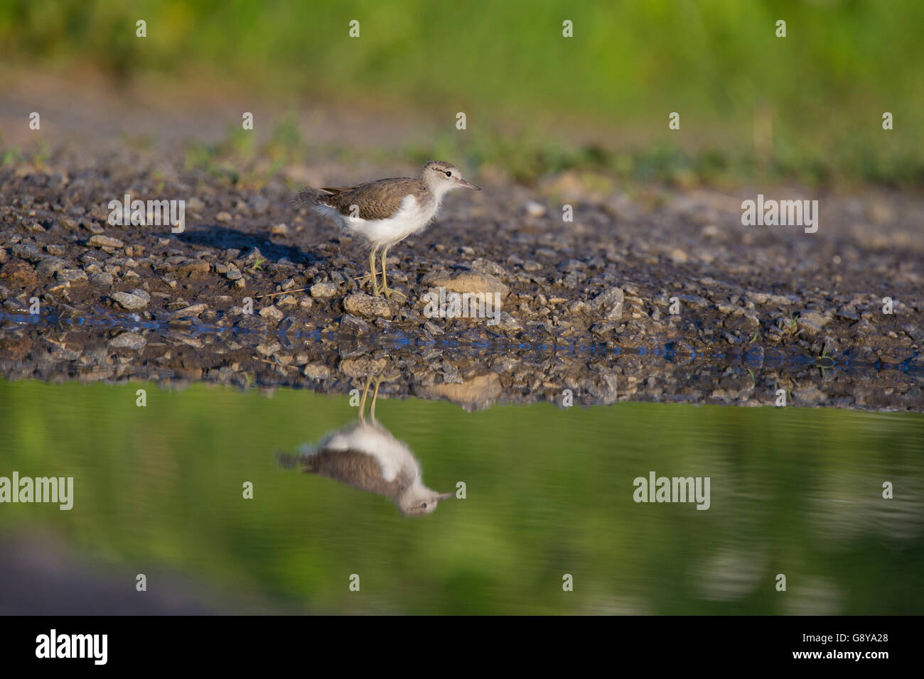 Baby spotted sandpiper (Actitis macularius syn. Actitis macularia Stock ...