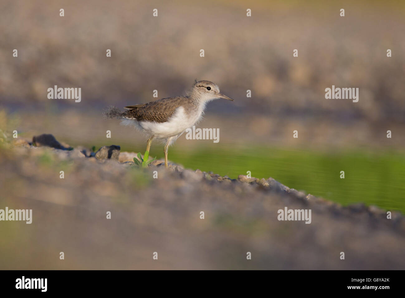 Baby spotted sandpiper (Actitis macularius syn. Actitis macularia Stock ...