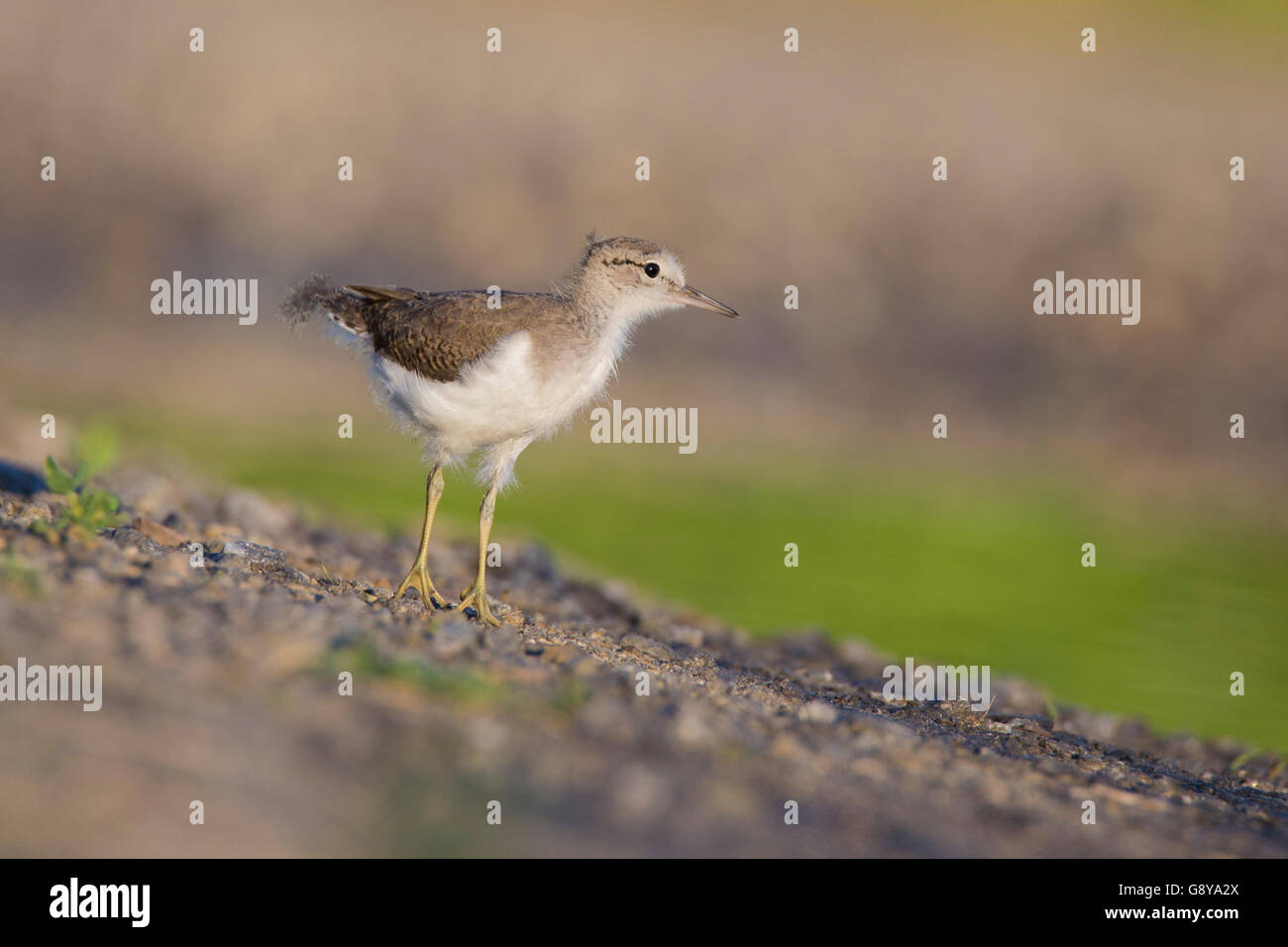Baby spotted sandpiper (Actitis macularius syn. Actitis macularia Stock ...