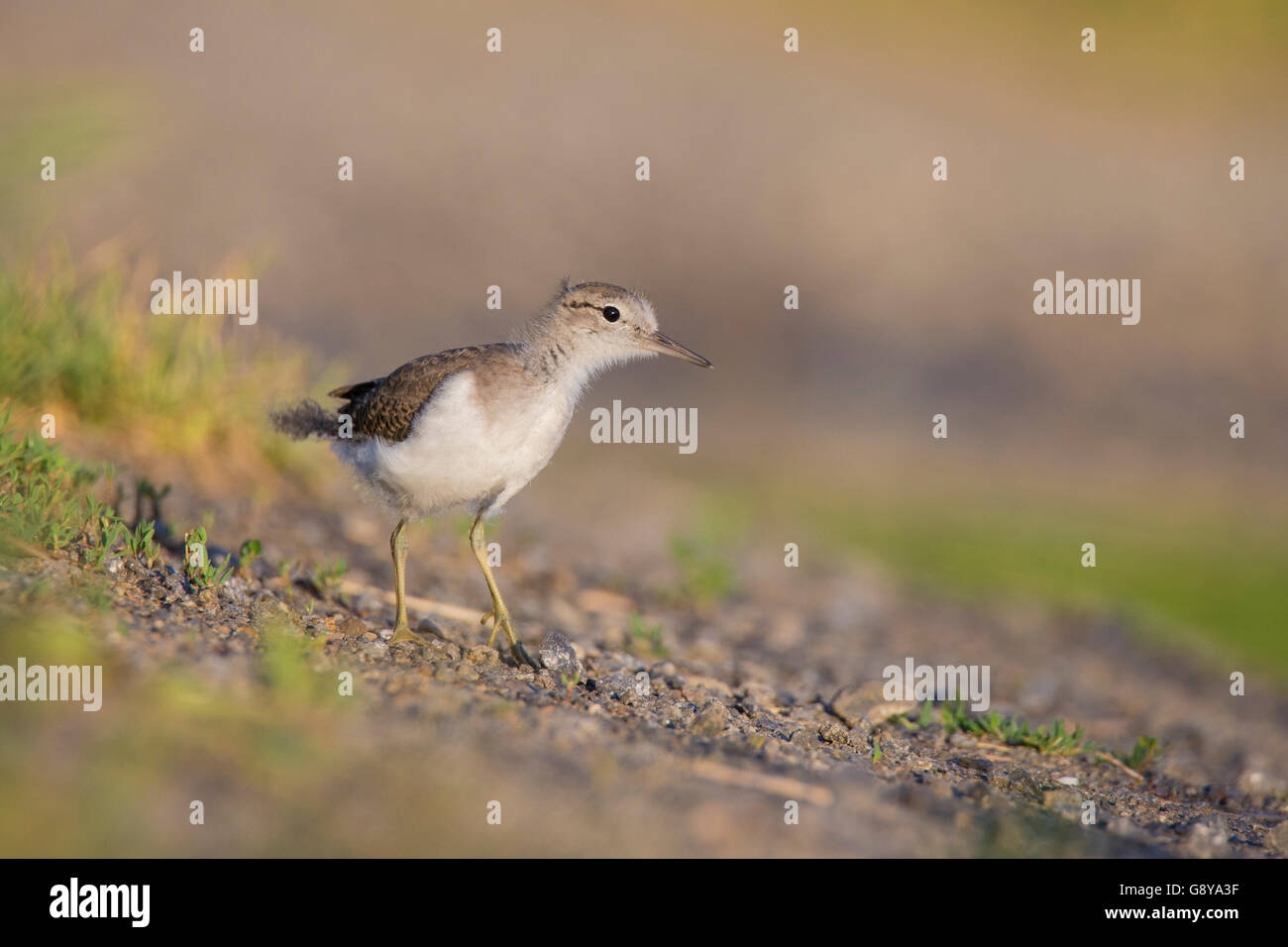 Baby spotted sandpiper (Actitis macularius syn. Actitis macularia Stock ...