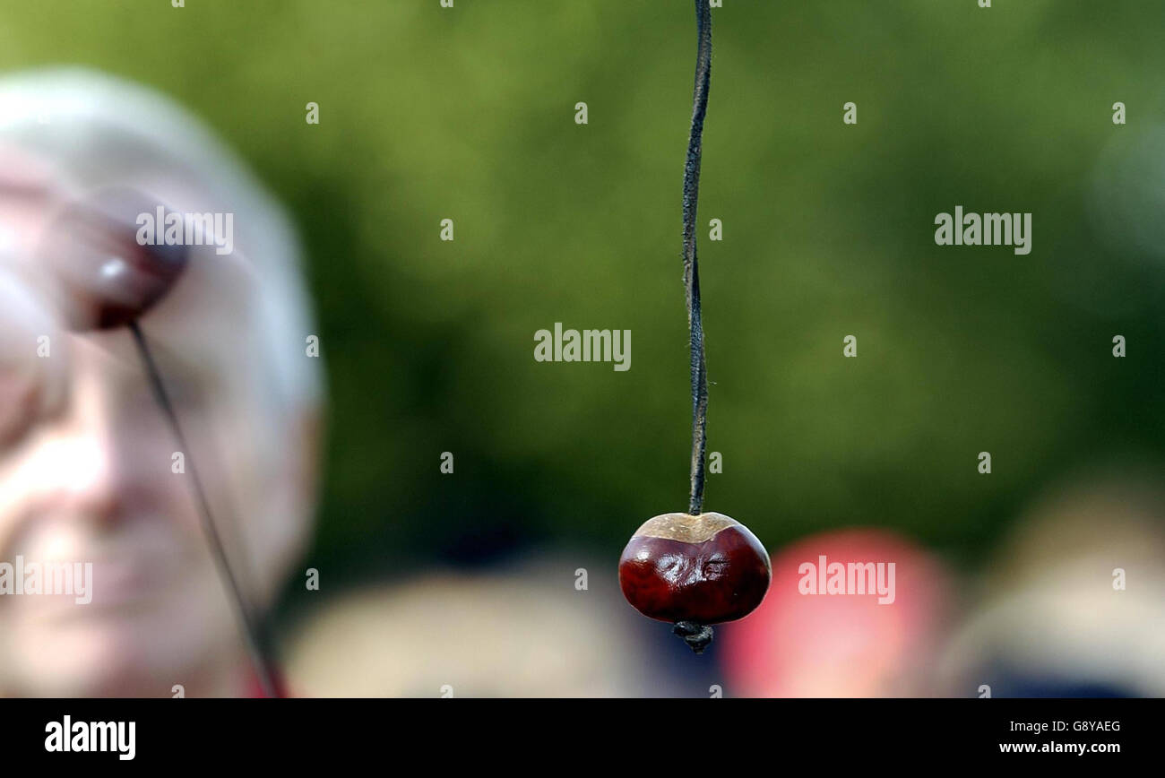 The annual world conker championship gets underway in the village of ...