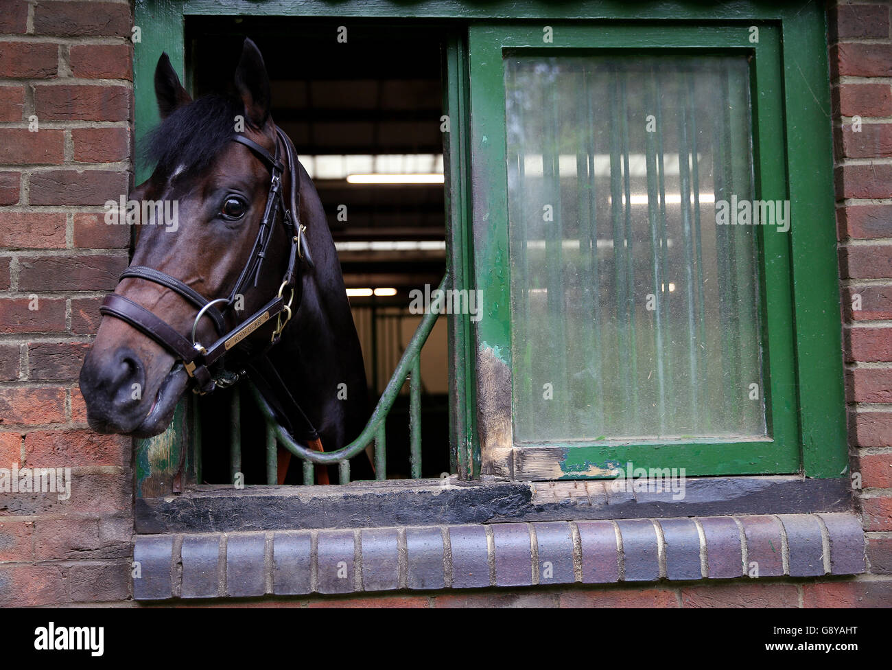 Media Day at Clive Cox Stables Stock Photo - Alamy