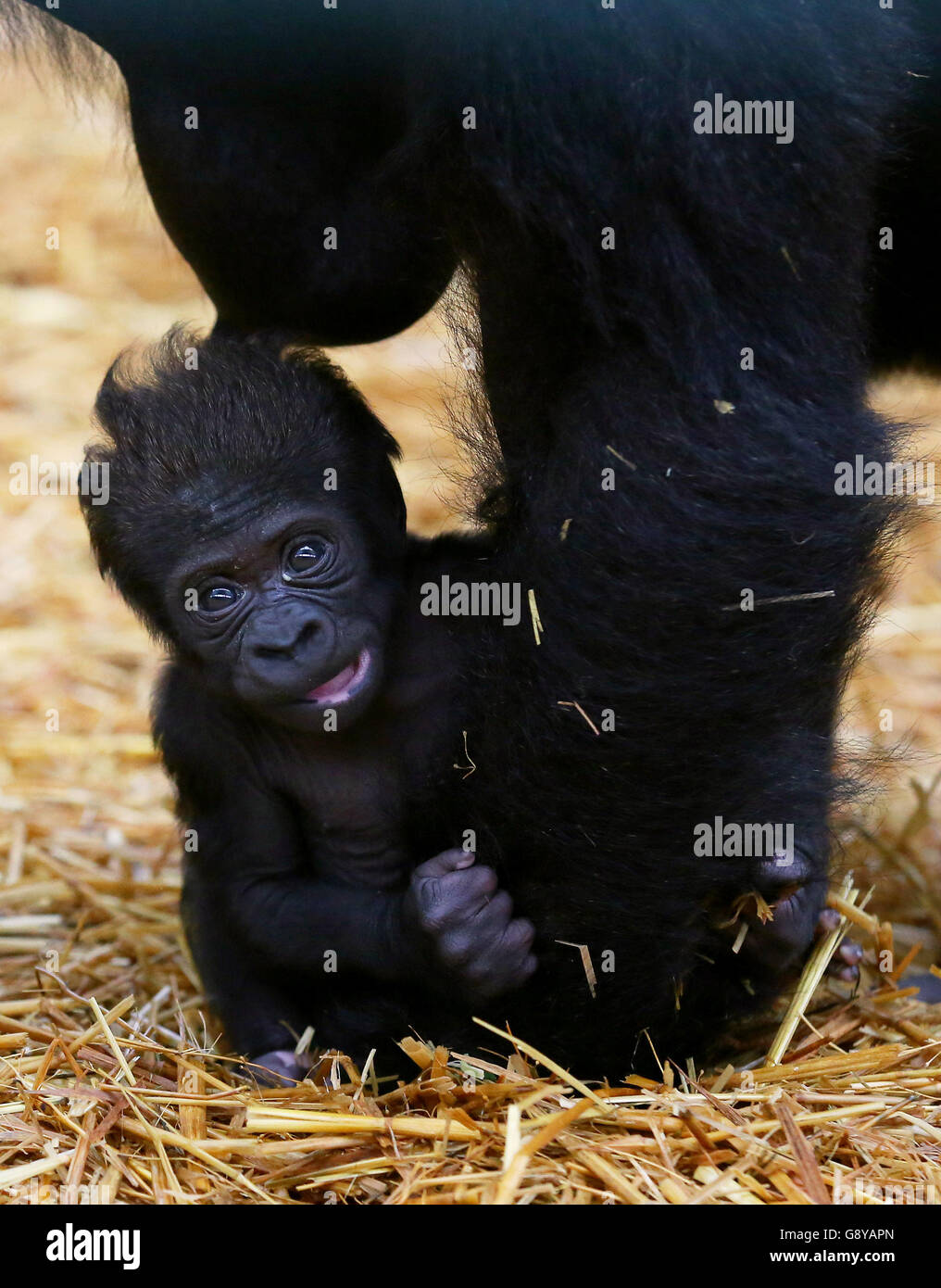Howlett's gorilla hi-res stock photography and images - Alamy