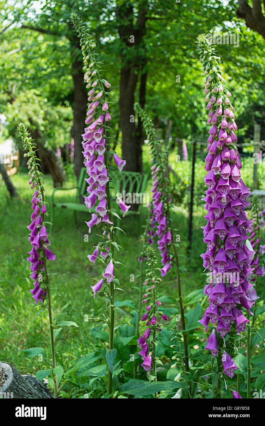Purple gardening gloves hi-res stock photography and images - Alamy