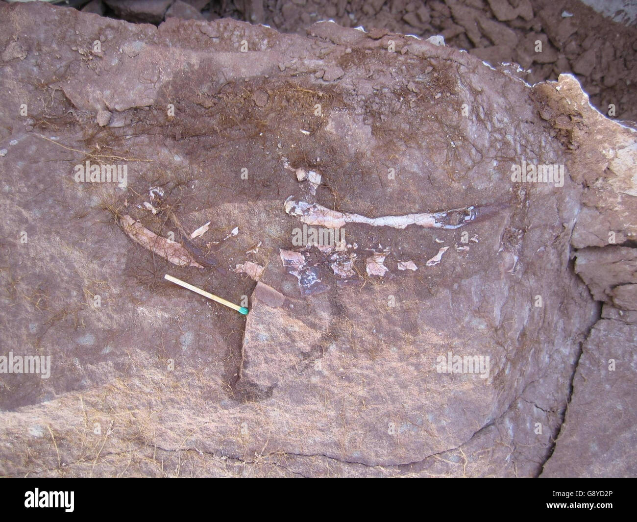 Dinosaur fossil embedded rock hi-res stock photography and images - Alamy