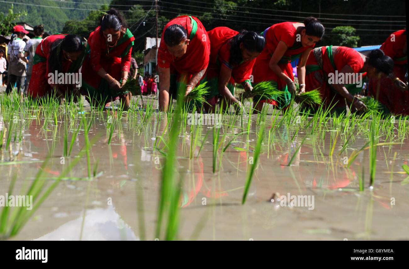 Lalitpur, Nepal. 29th June, 2016. Nepalese women plant rice seedlings ...