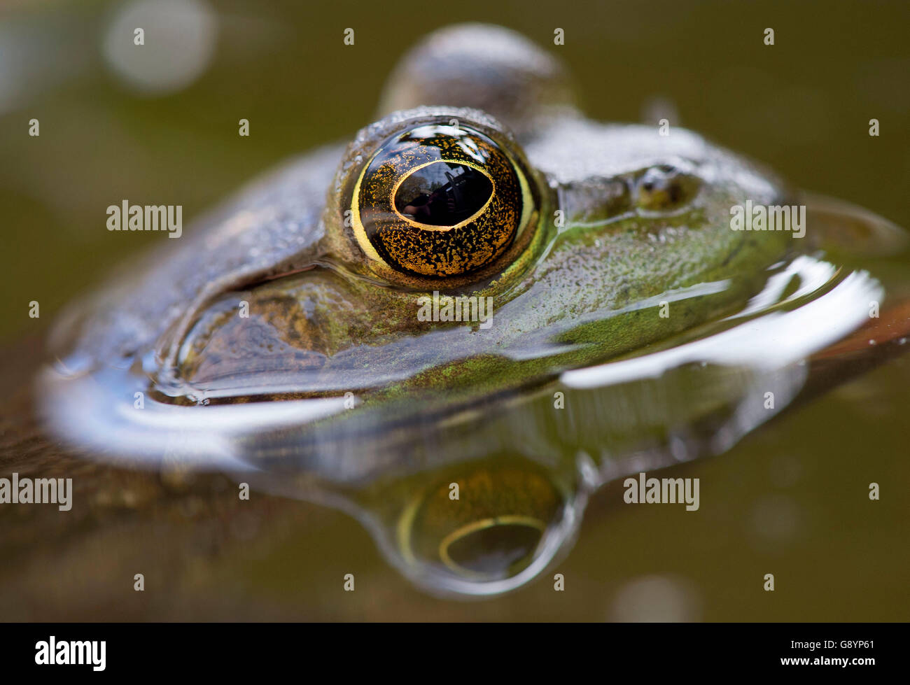 Roseburg, Oregon, USA. 16th Sep, 2013. A bullfrog floats in a cattle ...