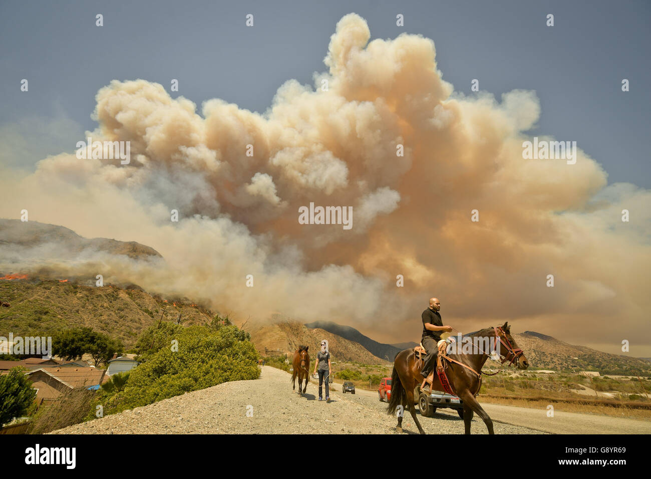Duarte, California, USA. 20th June, 2016. Residents evacuate horses ...