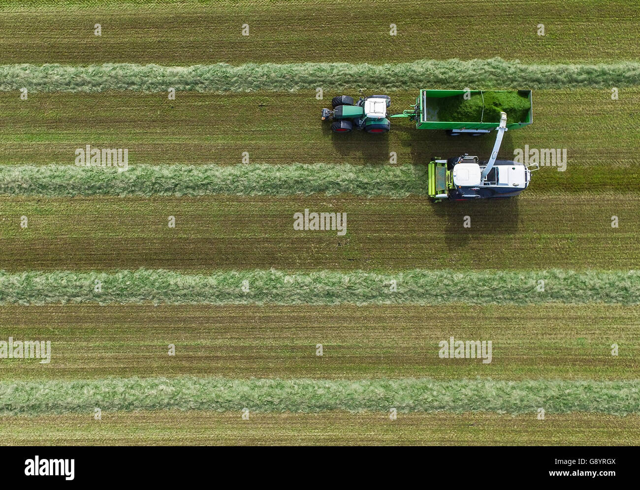Employees of the agricultural company Jan Beckman load cut meadow grass ...