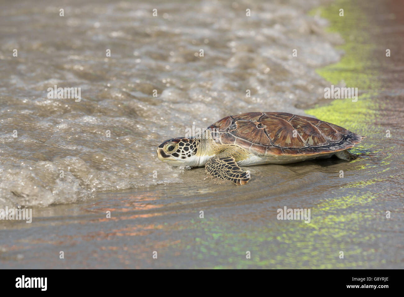Charleston, USA. 30th June, 2016. A rehabilitated green sea turtle ...