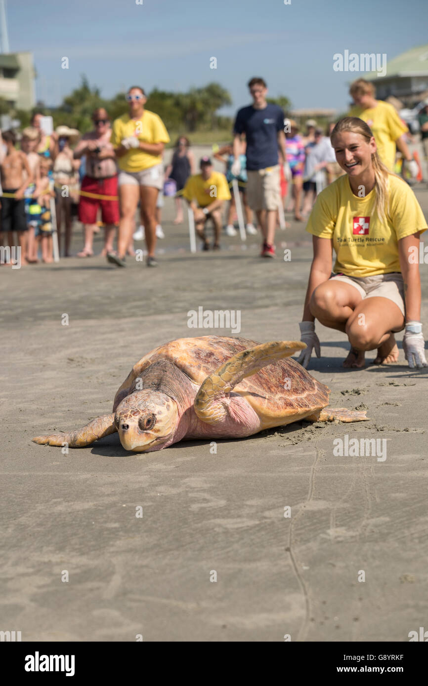 Caretta caretta hospital hi-res stock photography and images - Alamy