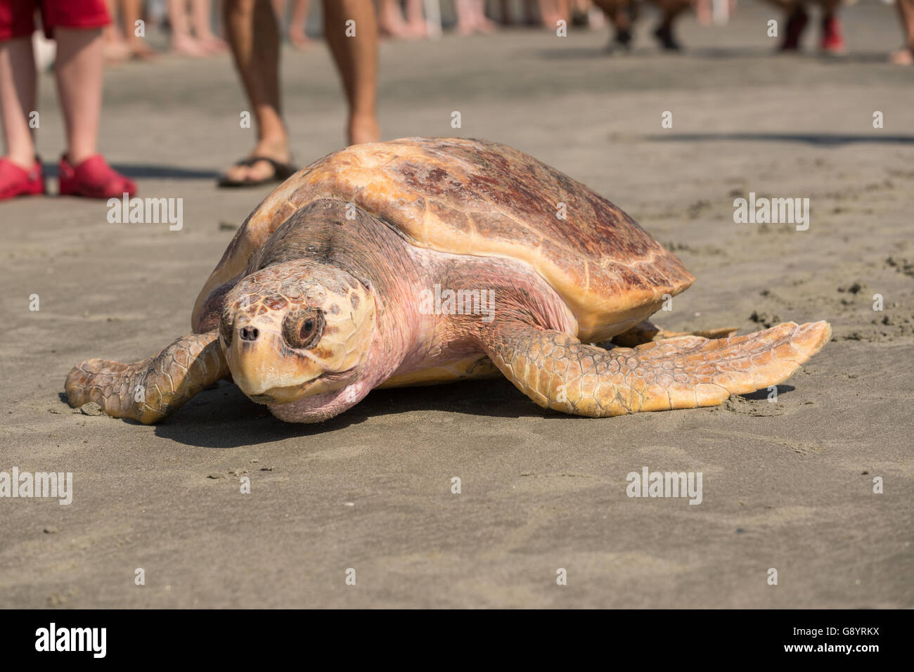Caretta caretta hospital hi-res stock photography and images - Alamy