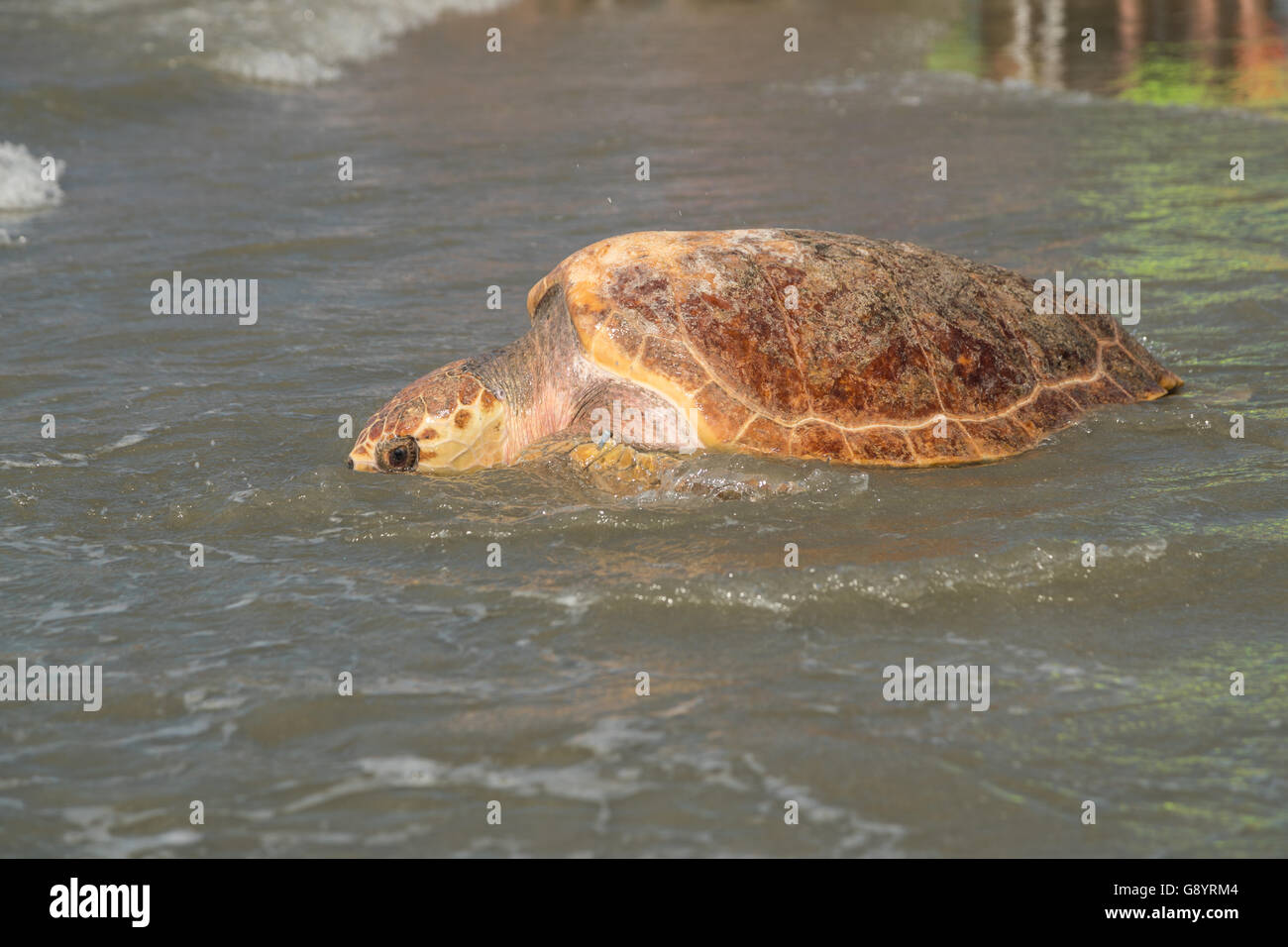 Caretta caretta hospital hi-res stock photography and images - Alamy