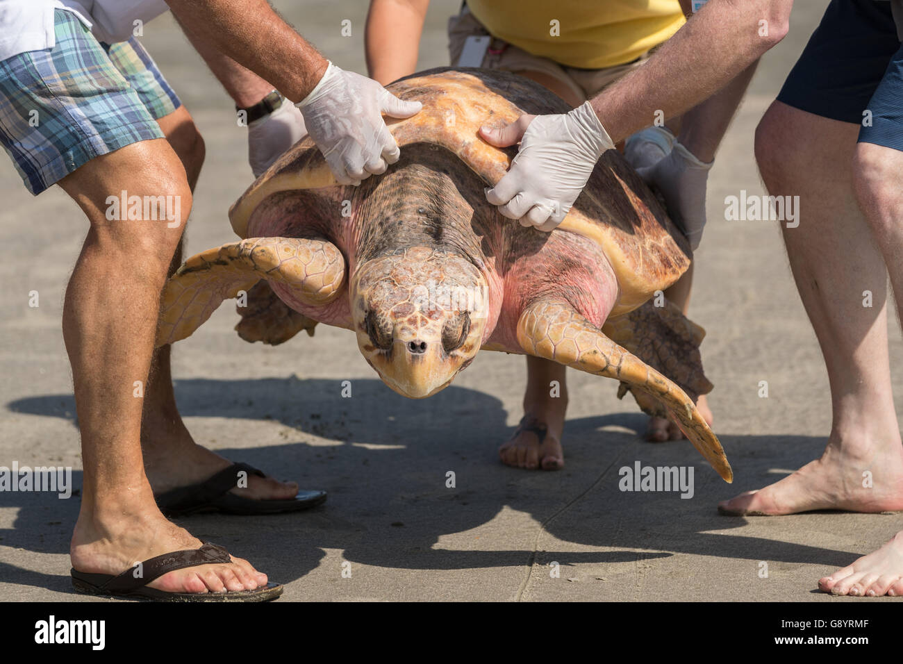 Charleston, USA. 30th June, 2016. Sea Turtle Rescue volunteers carry ...