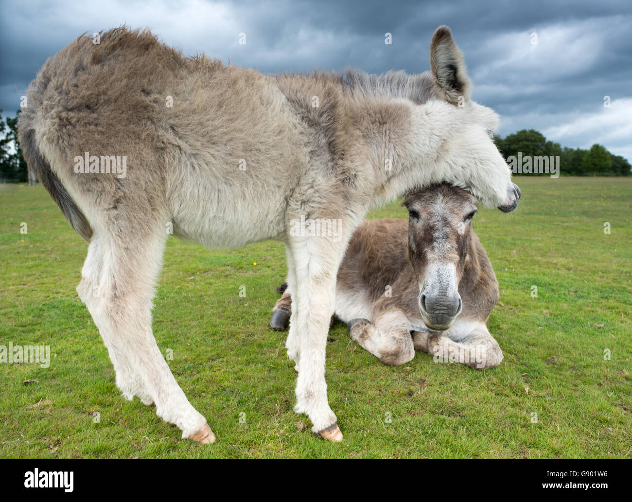 Two fluffy New Forest donkeys close to each other on a cool day in the ...