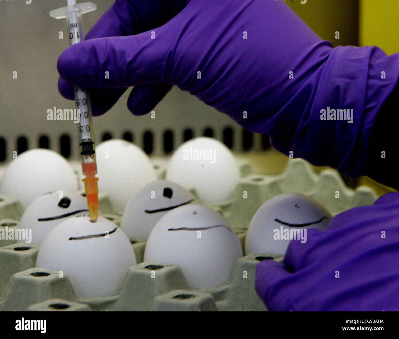 Scientist Rebecca Gardener conducts a display of egg inoculation during ...