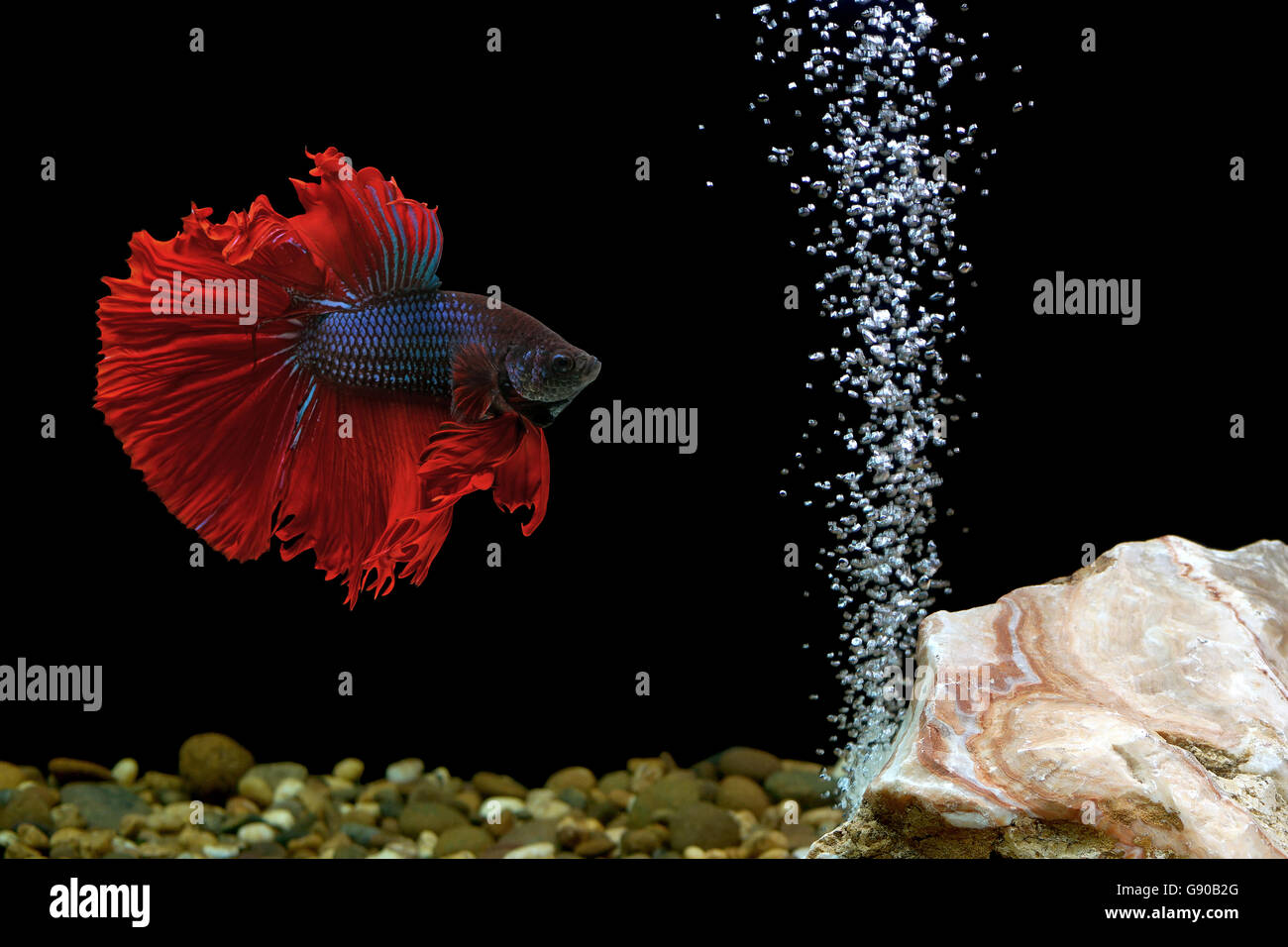 Betta fighting fish hi-res stock photography and images - Alamy