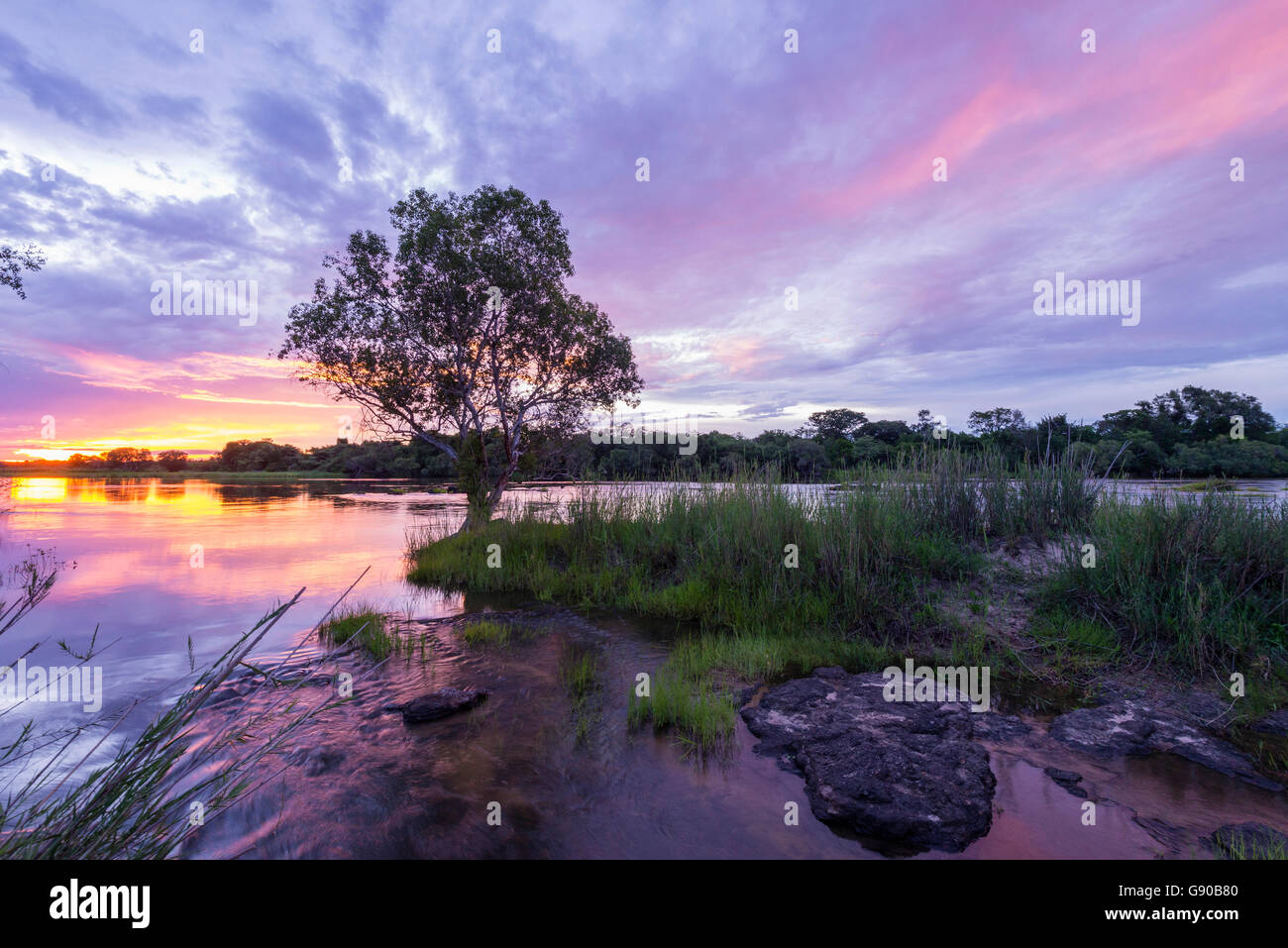 Syzygium guineense hi-res stock photography and images - Alamy