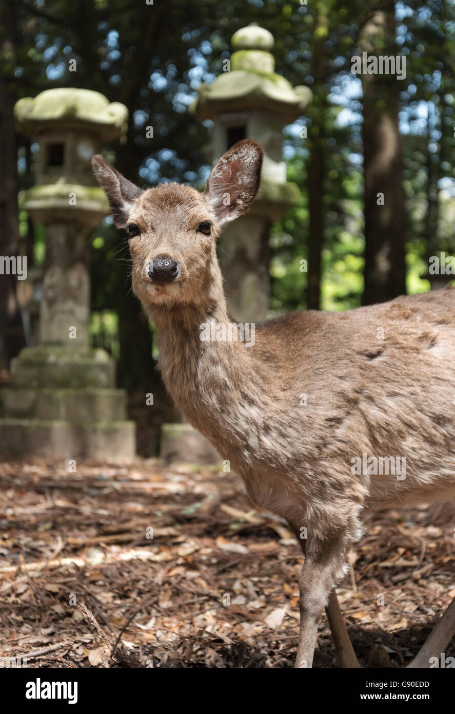 Nara park deer shrine hi-res stock photography and images - Alamy