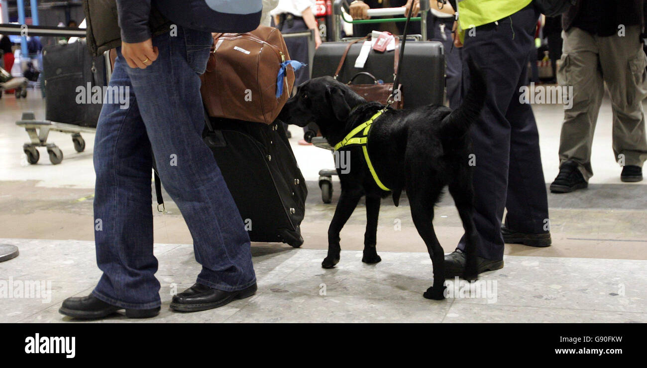 Customs officer Emily Tracey lets Jasper, a specialy trained Labrador ...