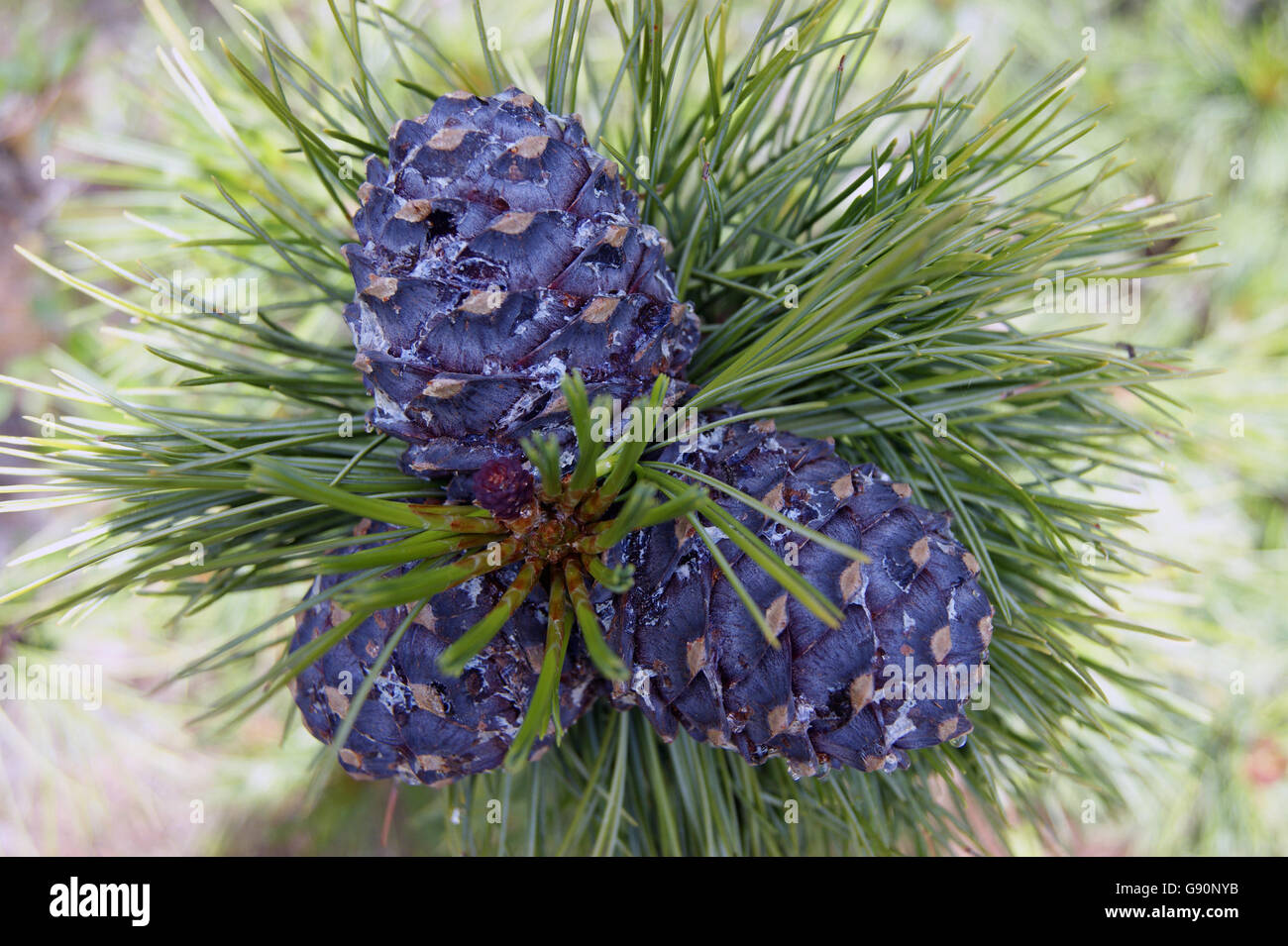 Cedar nut on branch Stock Photo - Alamy