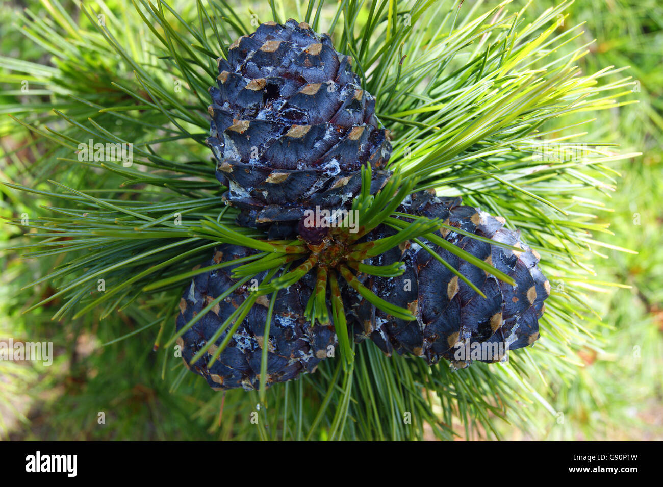Three cedar big shots Stock Photo - Alamy
