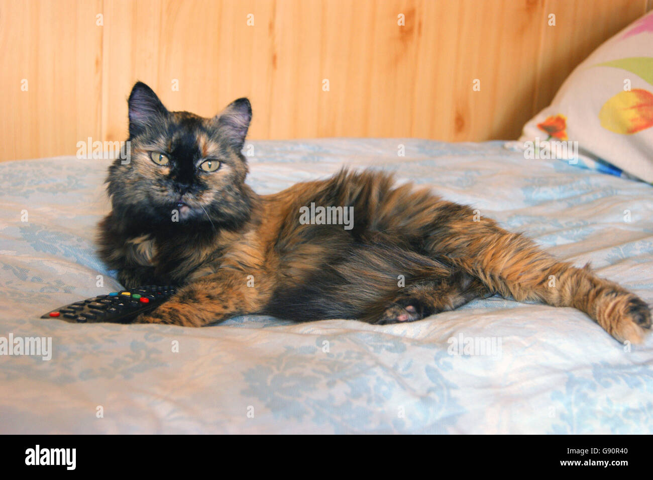 Cat fur charge hi-res stock photography and images - Alamy