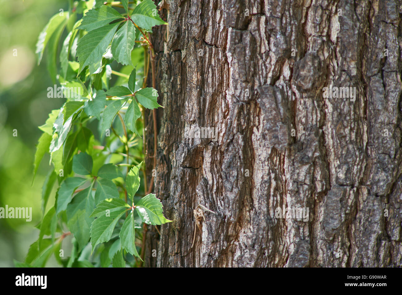 Virginia creeper green leaves on the old oak tree trunk bark Stock ...