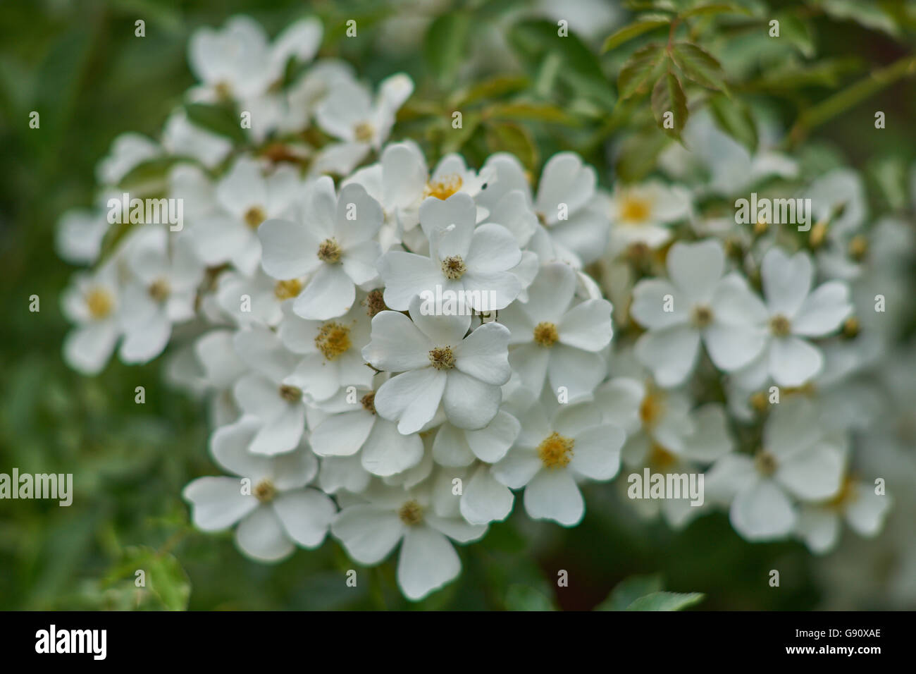 Rose Rosa wichuraiana white flowers in cluster Stock Photo - Alamy