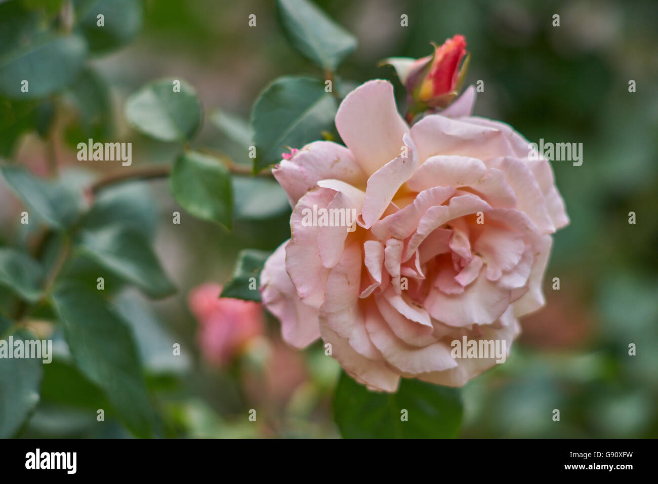 Pink rose soft green background close up Stock Photo - Alamy