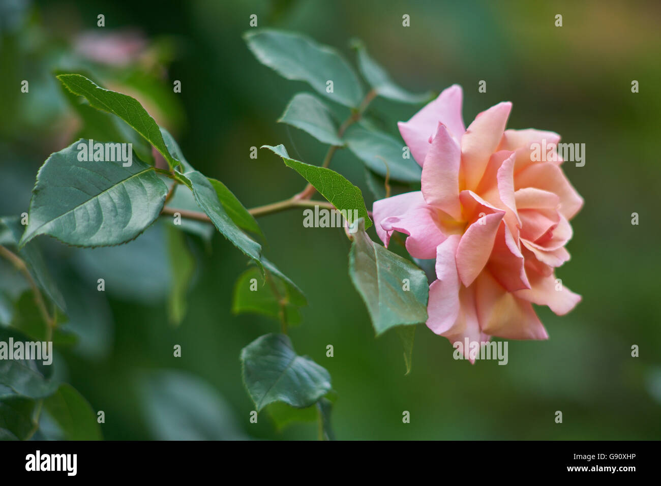 Pink rose soft green background close up Stock Photo - Alamy