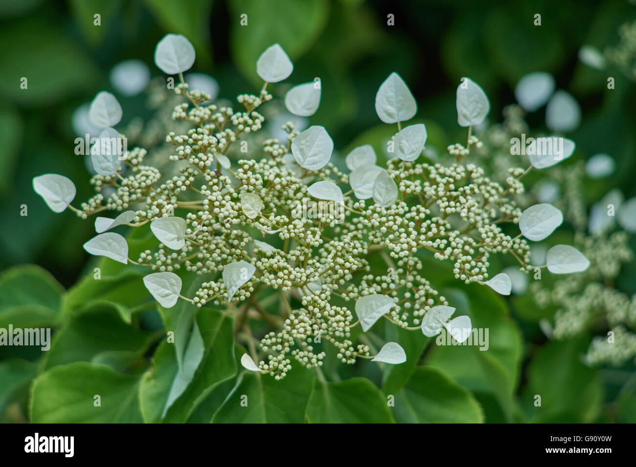 White hydrangea flowers blossom close up Stock Photo - Alamy