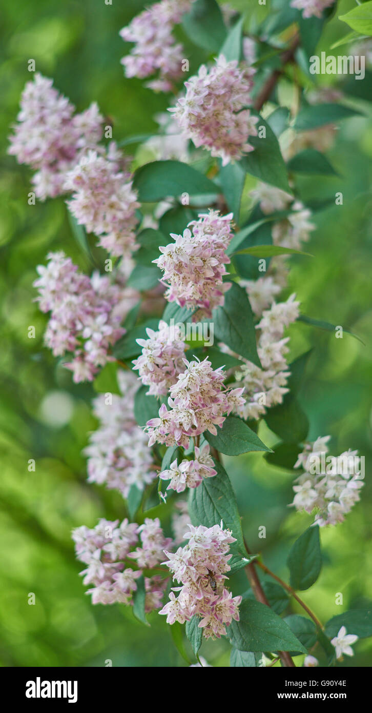 Deutzia hybrida white pink blossom close up Stock Photo - Alamy
