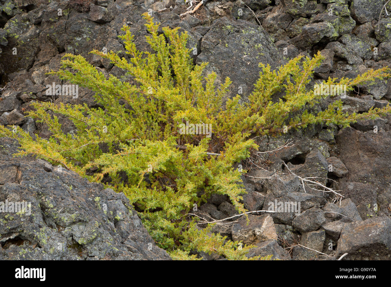 Ground juniper on lava flow along Lava Cast Forest Trail, Newberry ...
